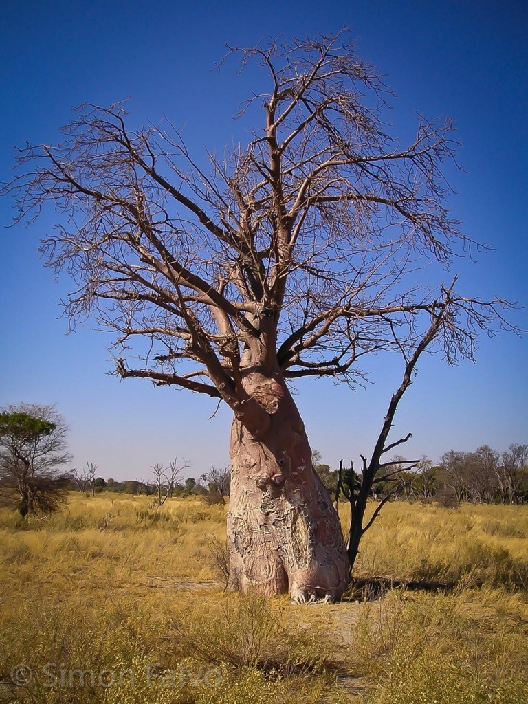 African Tree